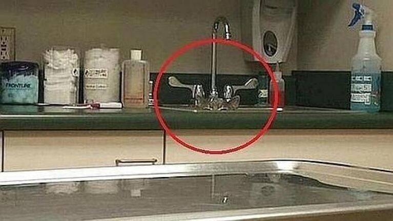 ¿Dónde está el gato? La foto viral del momento | ElDoce