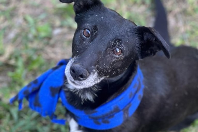 Un perrito se subió a su auto y ella decidió cambiarle la vida: la ...