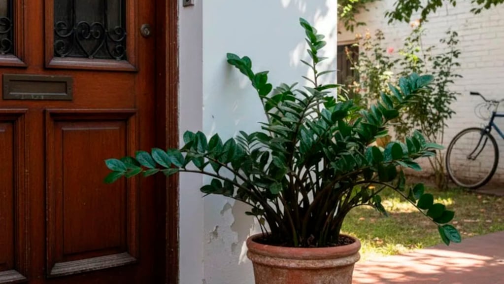 La planta que hay que poner en la puerta de casa para traer prosperidad ...