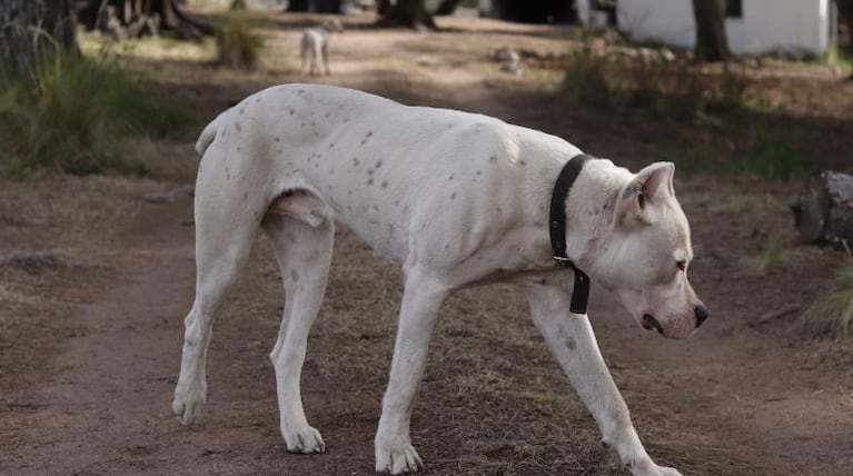 Dogos mataron a su perro que asistía a su hija con discapacidad | ElDoce Dogos mataron a su perro que asistía a su hija con discapacidad | ElDoce